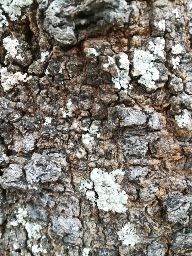 Tree& x27;s wood stock photo. Image of crush, trees - 108607004