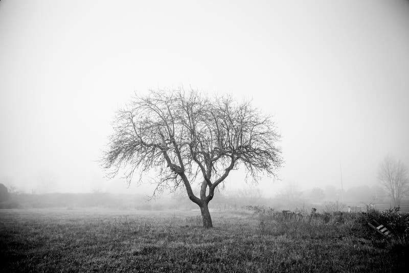 Tree sad fog stock image. Image of bare, foggy, fear - 67332899
