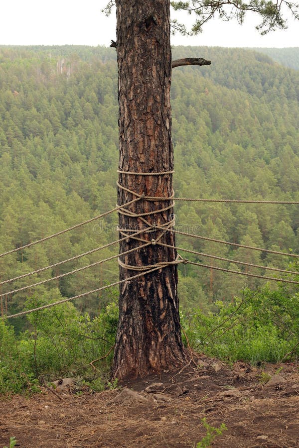 Tree and Safety Ropes. Using Pine To Keep People Safe when Doing ...
