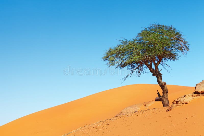 Tree in Sahara Desert stock photo. Image of barren, mountain - 20070382
