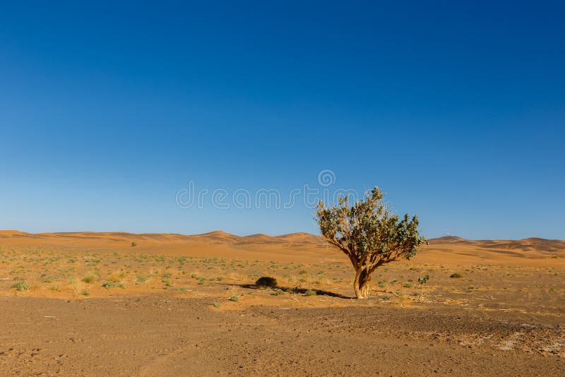Tree in the Sahara desert stock image. Image of exotic - 63354277