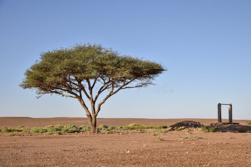 Tree in desert stock image. Image of acacia, nature - 169603383