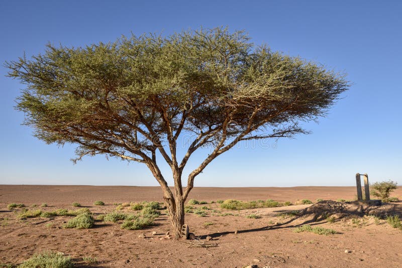 Tree in desert stock image. Image of acacia, horizon - 169603561