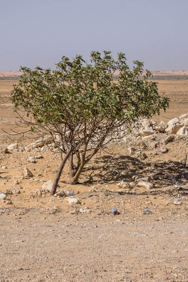 Tree in Sahara desert stock photo. Image of beautiful - 77783662
