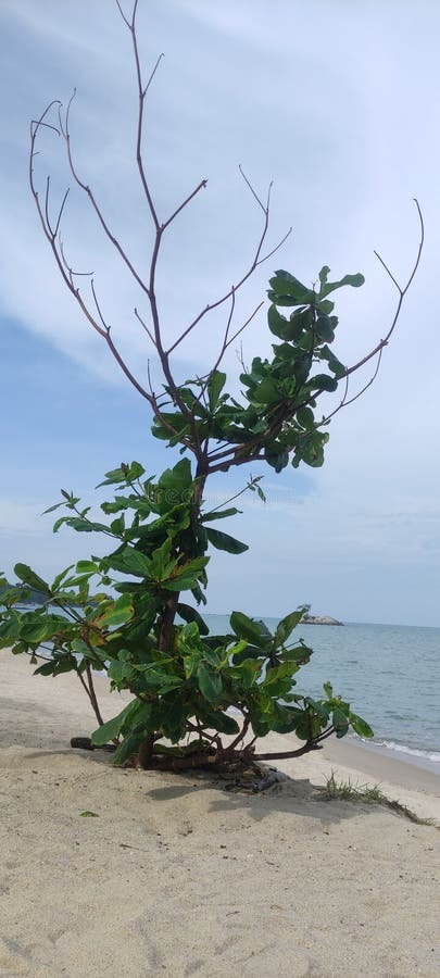 Tree, Sand, Beach, Island, Sky Stock Photo - Image of tree, sand: 232976180