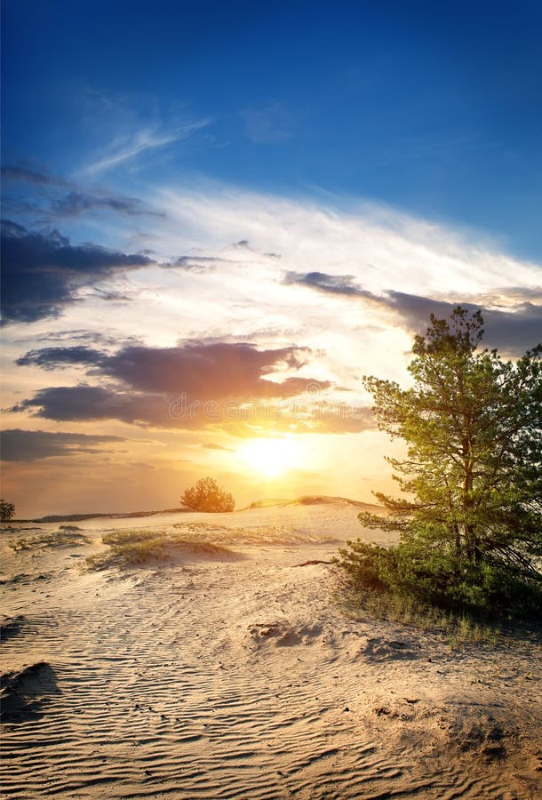 Tree in sand desert stock photo. Image of sunlight, pile - 53351486
