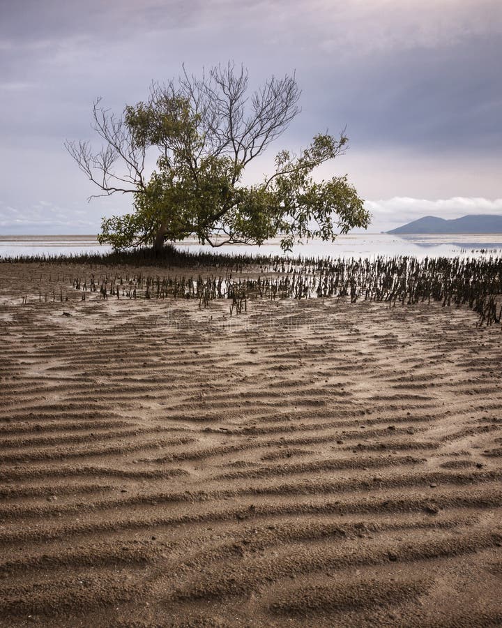 Tree and Sand Patterns at Low Tide on Bushland Beach in Townsville ...