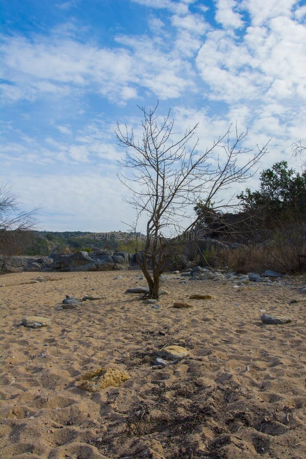 Tree in sand stock photo. Image of tree, blue, lone, strong - 48004820