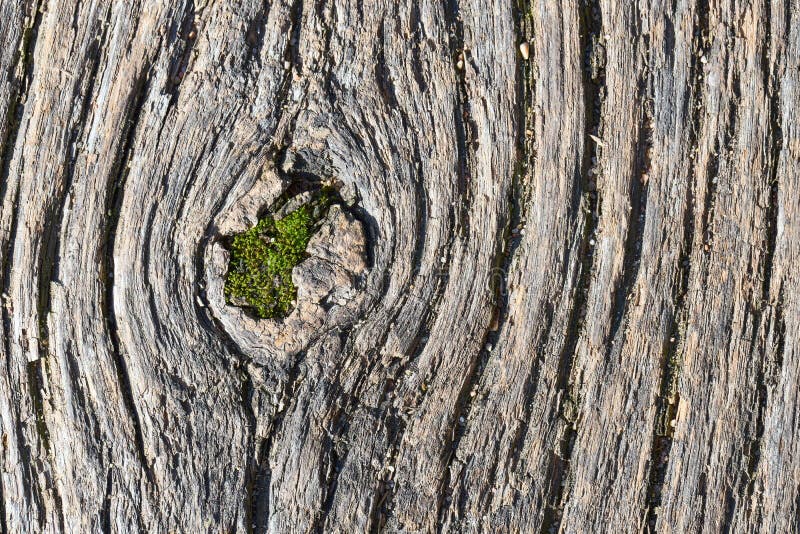 290 Old Tree Knot Moss Bark Stock Photos - Free & Royalty-Free Stock ...