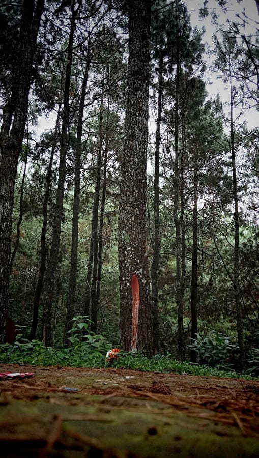 Tree with sap stock photo. Image of grove, leaf, nature - 237480844