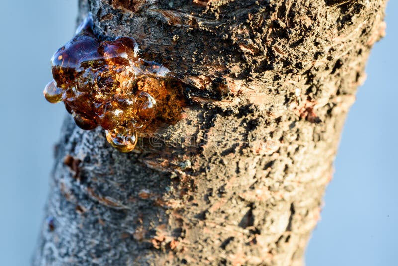 Sap the trunk stock photo. Image of transparent, brown - 61165840