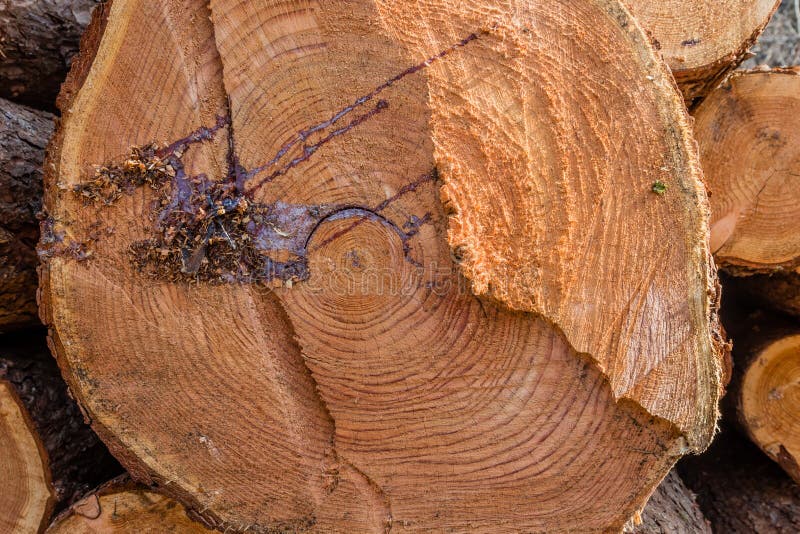Tree Sap on Cross Section of Large Tree Stock Photo - Image of firewood ...