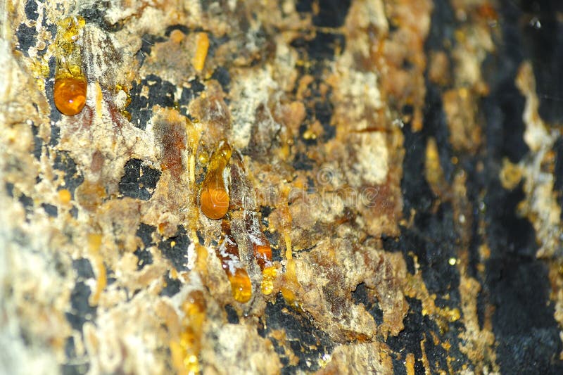 A Tree Sap Detail, Close-up. Stock Image - Image of dripped, coniferous ...