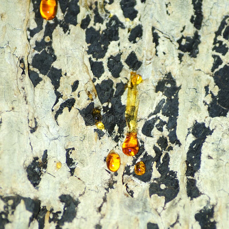 Tree Sap Detail on White Bark. Stock Image - Image of dripped, closeup ...