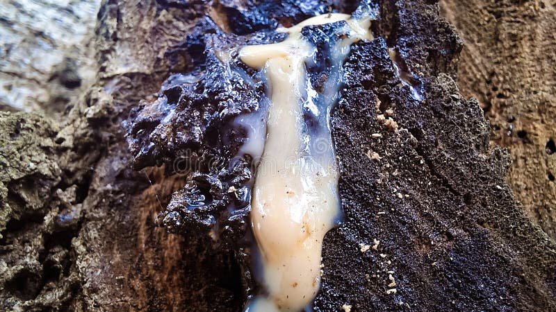 160 Tree Bark Adhesive Stock Photos - Free & Royalty-Free Stock Photos ...