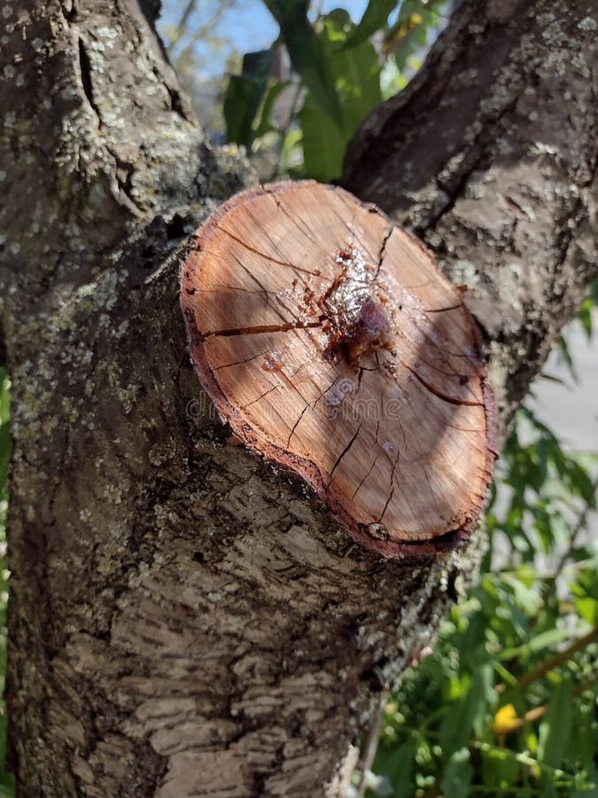 Tree Sap from a Freshly Cut Branch, Tree Rings Stock Image - Image of ...