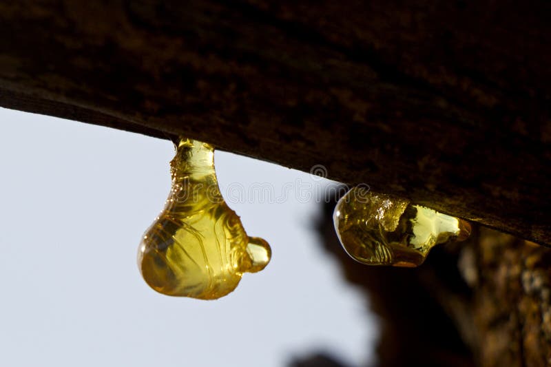 Tree Sap Stock Photos - Download 5,505 Royalty Free Photos