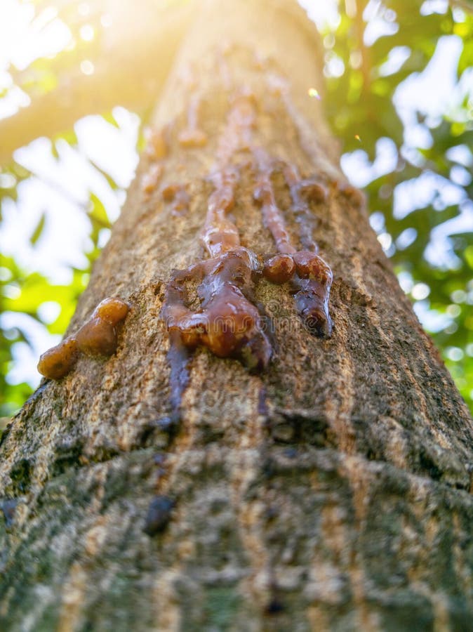 Tree Sap Liquid that Comes Out of the Mango Tree Stock Image - Image of ...