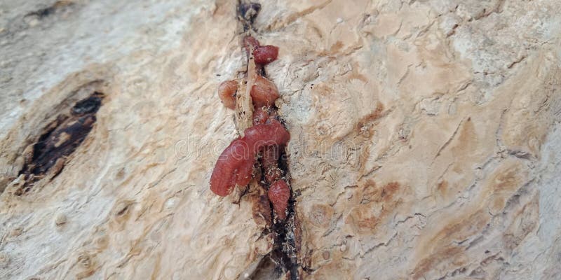 Tree Sap Liquid that Comes Out from Tree Stock Image - Image of tree ...