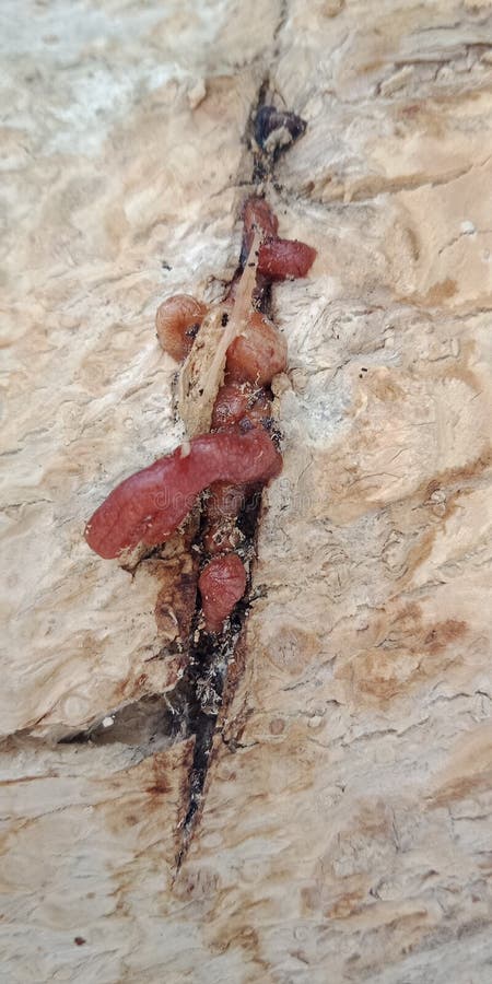 Tree Sap Liquid that Comes Out from Tree Stock Photo - Image of tree ...