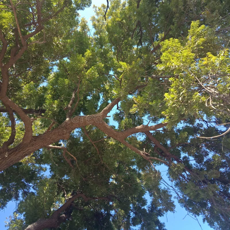 Tree Sap Liquid that Comes Out from Tree Stock Photo - Image of maple ...