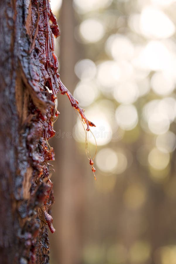 Tree Sap stock photo. Image of eucalyptus, pine, stringybark - 45190616