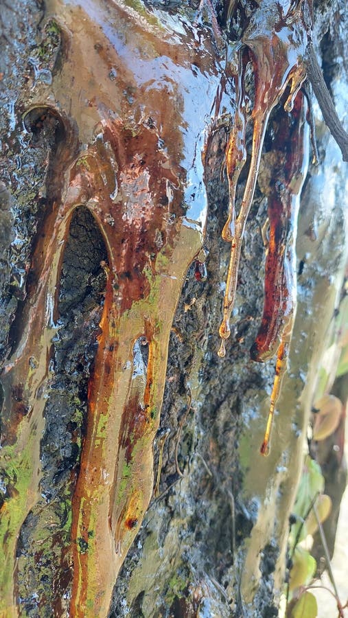 Tree sap stock photo. Image of woodland, forest, seasons - 303343970