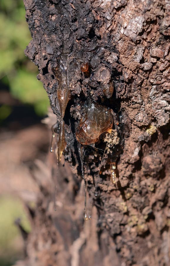 Tree sap resin stock photo. Image of liquid, rosin, wood - 73052078