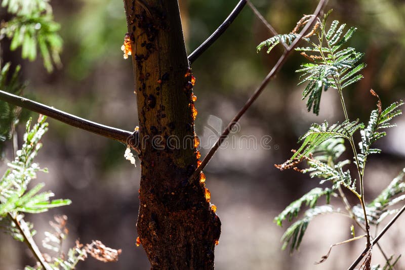 Tree sap on tree trunk. stock image. Image of background - 143788867