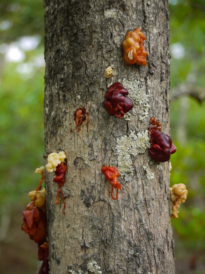 Tree sap stock photo. Image of natural, kasanka, national - 42683978