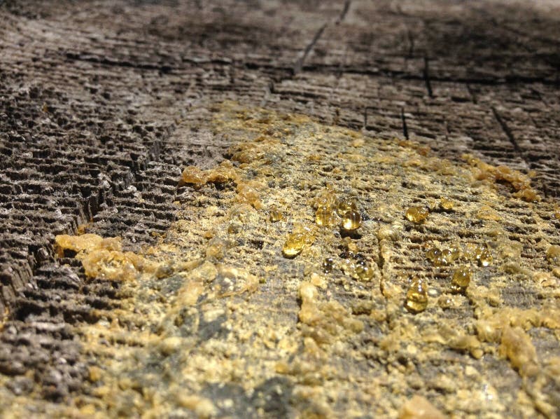 Tree Sap stock image. Image of stump, nature, woods, view - 56792577