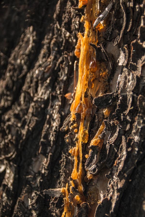 Tree Sap stock image. Image of plant, nature, tree, trunk - 229867767