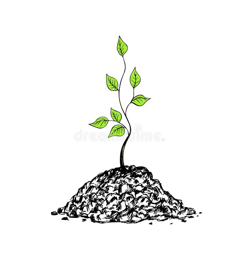 Sapling Tree Stock Illustrations – 23,456 Sapling Tree Stock ...