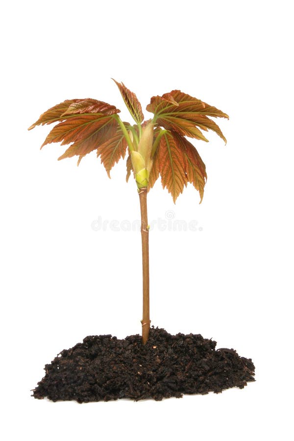 Tree sapling stock image. Image of leaf, nurture, growth - 4714347