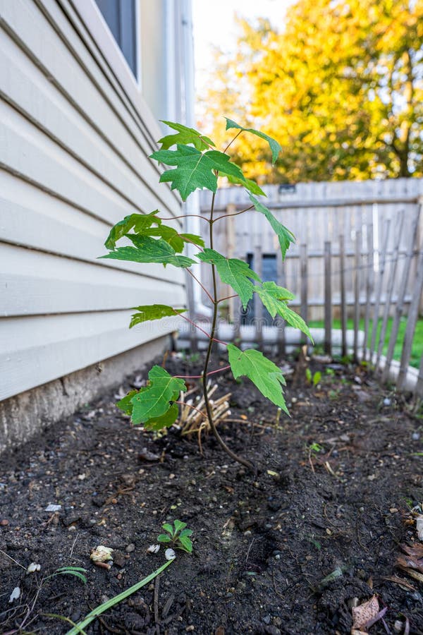 Tree Sapling Has Been Planted and is Growing Quickly in Your Yard Stock ...