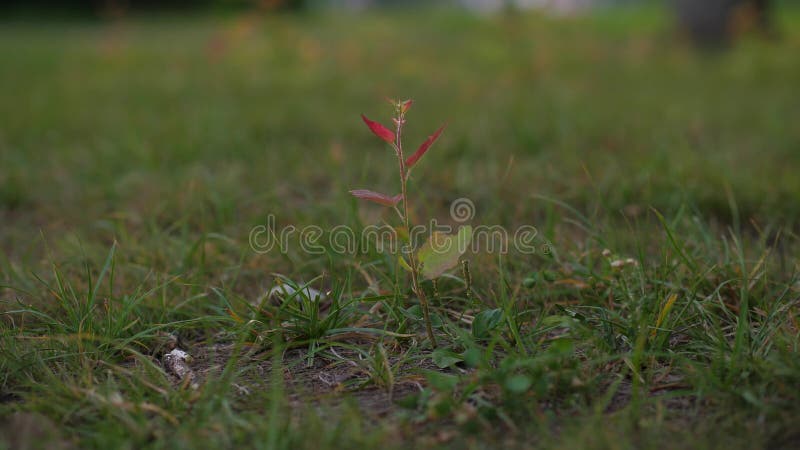 Tree Sapling with Small Green Young and Red Leaves Stock Footage ...