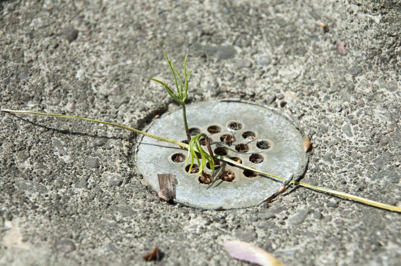 Pine Tree Growing in a Drain Stock Image - Image of cracked ...