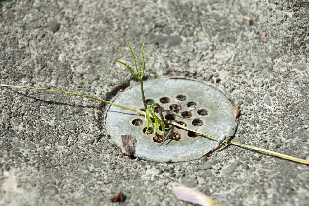 Pine Tree Growing in a Drain Stock Image - Image of cracked ...