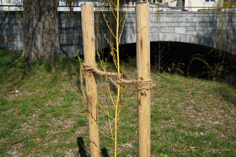 Tree Sapling Supported by Wooden Rods and Thick Ropes Stock Image ...