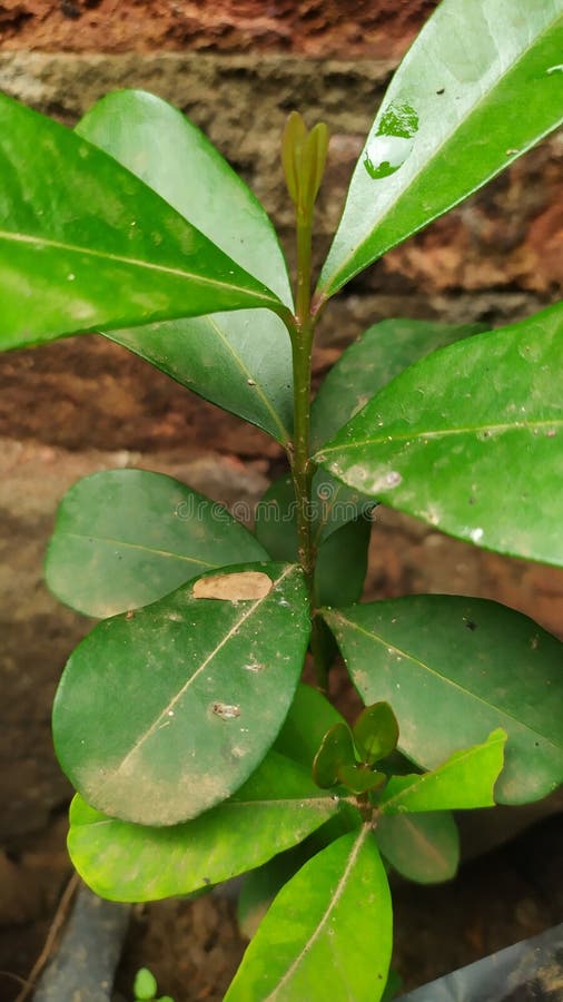 The Tree Saplings Continue To Grow Bigger Stock Photo - Image of herb ...