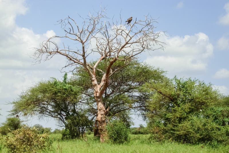 Baoban Stock Photos - Free & Royalty-Free Stock Photos from Dreamstime