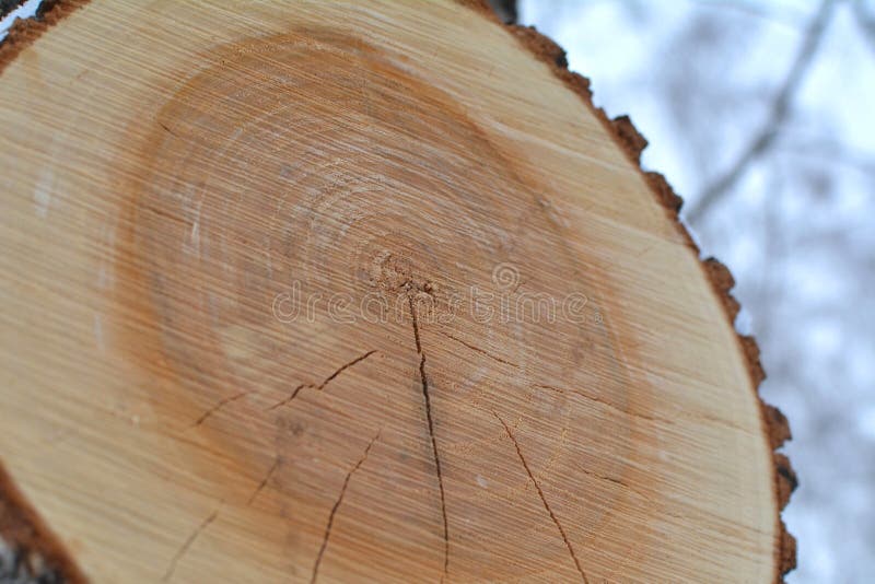 Tree with Sawed-off Branch in the Winter Forest. Stock Photo - Image of ...
