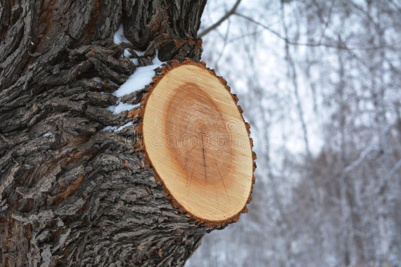 Tree with Sawed-off Branch in the Winter Forest. Stock Photo - Image of ...