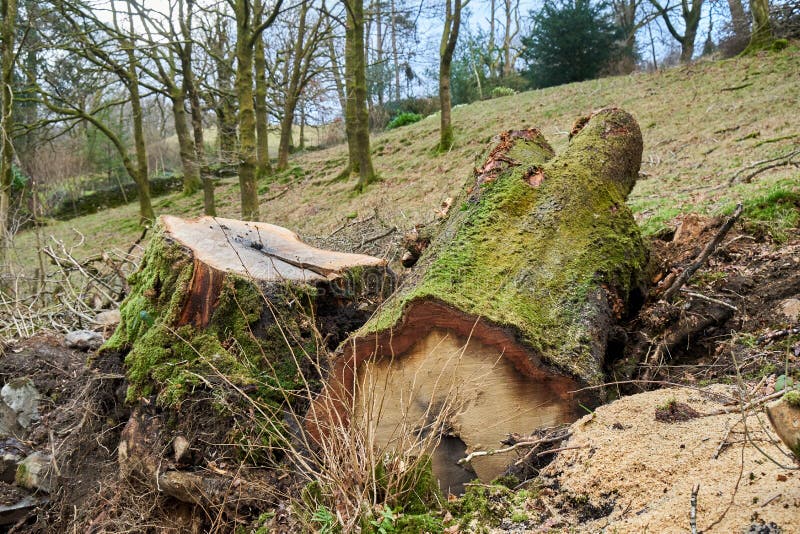 A Large Felled Tree in a Woodland Location Stock Photo - Image of field ...