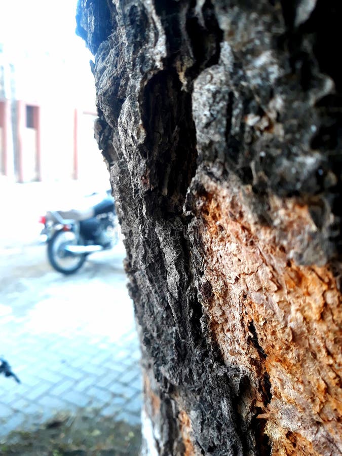 Tree scalp stock image. Image of tree, scalp, dark, beautiful - 119307743