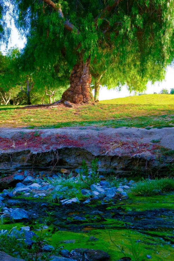 Tree scape stock image. Image of scape, stream, bank - 96955571