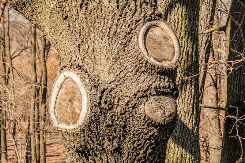 Tree scars stock image. Image of burl, knot, tree, detail - 67481745