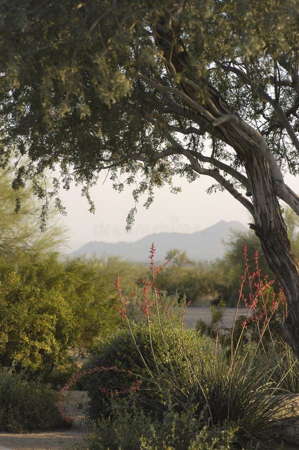 Tree Scene stock image. Image of longing, calm, landscape - 499019