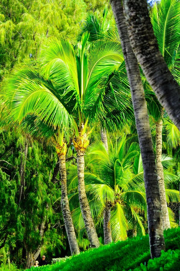 Tree Scene in Maui with Palms Stock Image - Image of hawaii, maui ...