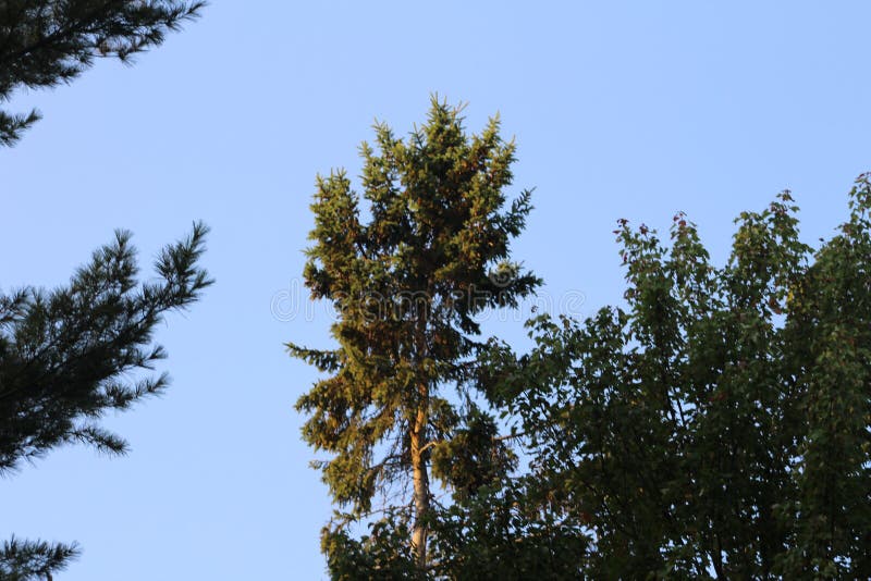 Tree stock image. Image of colors, blue, scenery, scene - 103097777